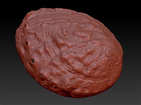 Stl File Abalone Shell For 3d Print 🐚 ・3d Printing Model To Download・cults
