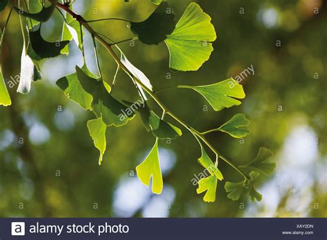Ginko Tree High Resolution Stock Photography And Images Alamy
