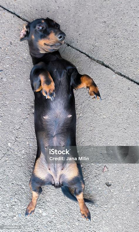 Black Dachshunds Sleeping In Funny Pose And Digging Holes In The Garden