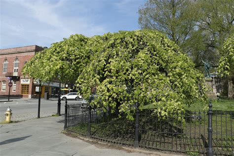 The Camperdown Elm A Contorted Cultivar — Newport Tree Conservancy