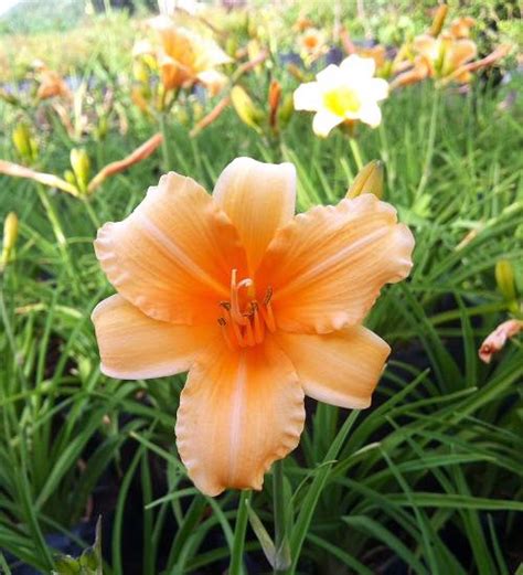 Daylily Apricot Sparkles