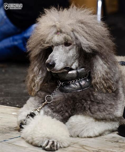 Lovely Poodle With Stylish Collar