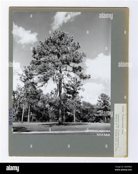 Tree Identification Pine Longleaf Photographs Relating To National
