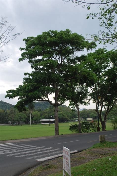 Amugis 4 Cainta Plant Nursery