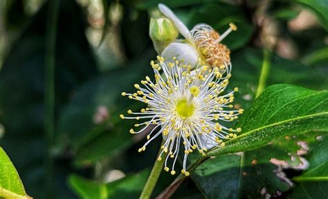 Native Guava Archives Australian Geographic