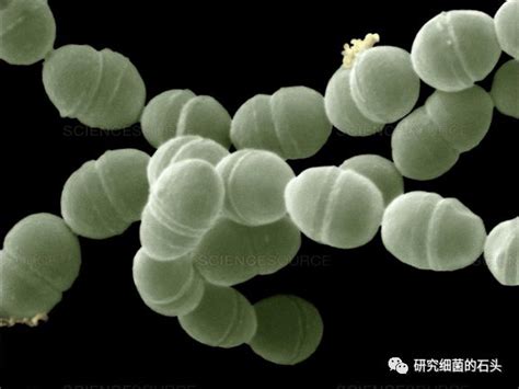 收藏56张图片带您认识细菌长啥样？ Csdn博客