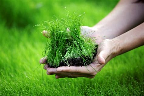 6 Cara Menanam Rumput Jepang Yang Baik Dan Benar RumahLia