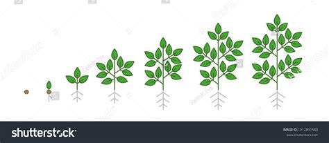 Plant Tree Growth Stages Infographic Growing Stock Vector Royalty Free 1912891588