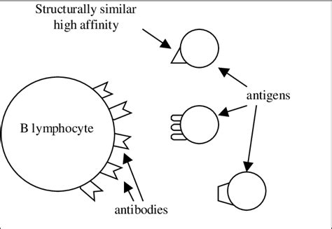 Antibody Antigen Recognition And Binding Download Scientific Diagram
