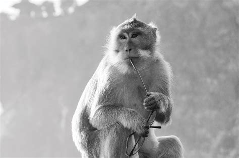 Macacos Aprendem A Revender Coisas Roubadas Super