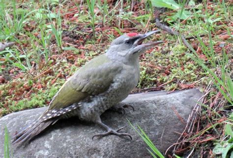 ヤマゲラ 2018 07 17 日本の野鳥識別図鑑