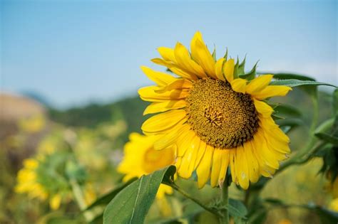 해바라기 Helianthus Annuus는 국화과의 살아있는 일년생 식물입니다 프리미엄 사진