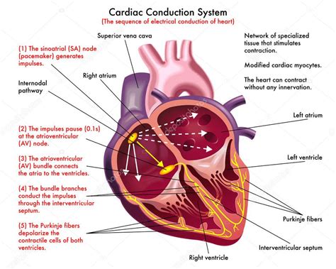 Excitacion Cardiaca Funcionamiento Del Sistema De Conducción Cardíaco