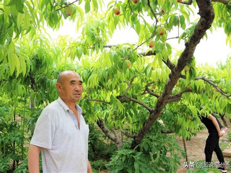 七旬老人種植一種果樹，8畝年收入4萬元，當地人稱它「搖錢樹」 每日頭條