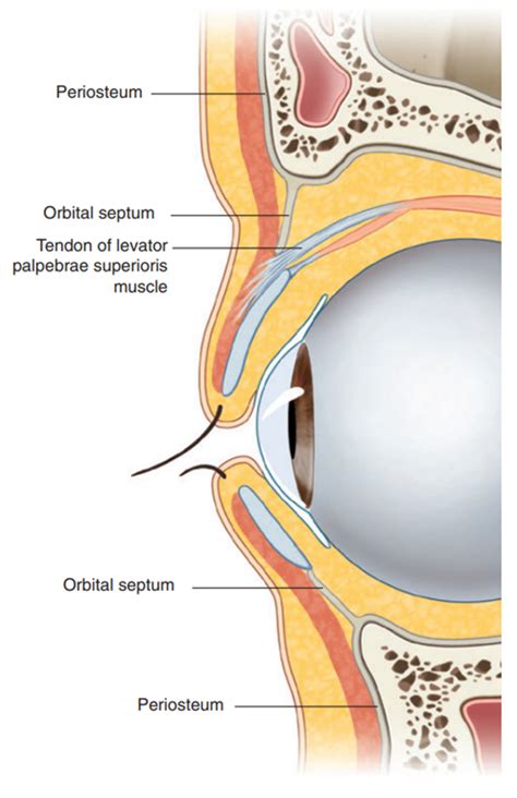 Diagram Of Orbital Septum Quizlet