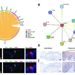 Melanocytes May Lead To Chronic Inflammation In Pressure Ulcers Through Download Scientific