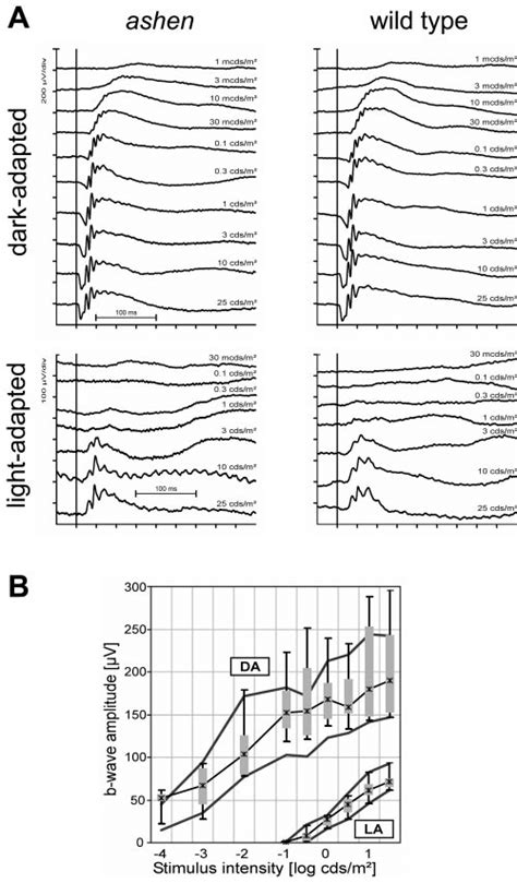 Electrophysiological Evaluation Of Retinal Function In Ashen Mice A Download Scientific
