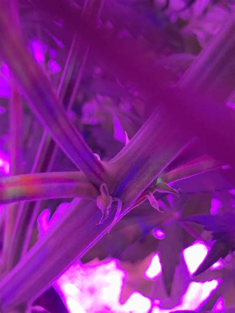 Did My Plant Hermie Week 2 Into Flower First Grow Rmicrogrowery