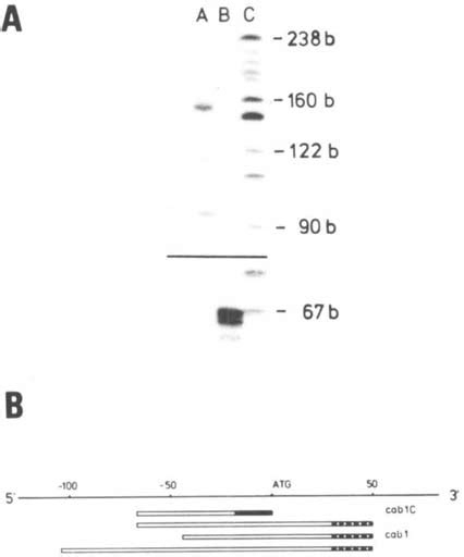 Panel A Primer Extension Analysis Total Rna 40 Pg From Tomato Vfnt