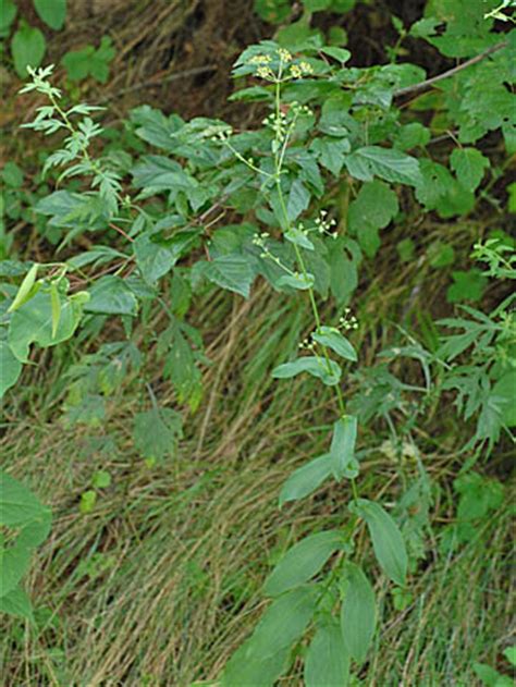 Bupleurum Longiradiatum Var Elatius Apiaceae Unbelliferae