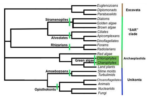 Week 4 Protista General Biology Oer Laboratory Manual