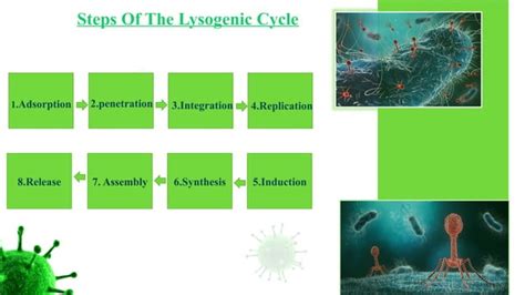 Lytic And Lysogenic Cycle In The Bacteriophage Pptx