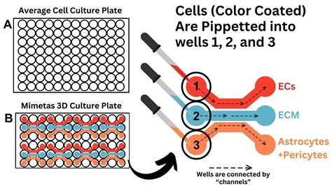 3d Stem Cell Model Explained Pandas Network