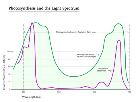 Light Spectrum And Photosynthesis BoulderLamp Inc