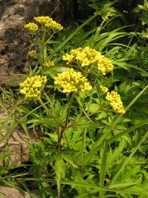 Patrinia Triloba Ballyrobert Gardens