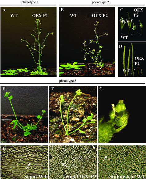 Phenotypic Effect Of Tavrn1 Overexpression In Arabidopsis Transformed