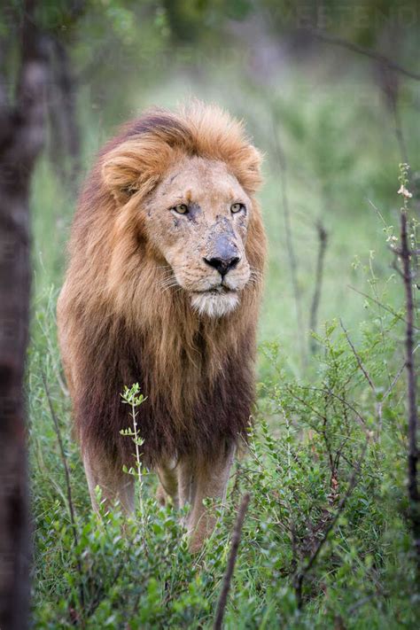 A Male Lion Panthera Leo Stands In Green Shrubs Looking Away