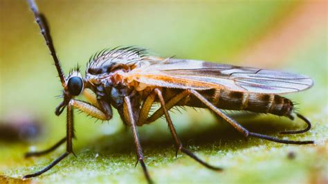 Midge Spraying With Bti Along The Chesapeake Bay Poses Lifetime Risks