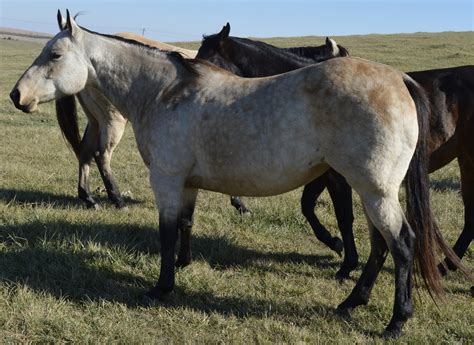Five O Sparking San Topline Equine Advertising