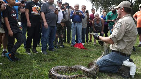 Miami Super Bowl Organizers Bring Death To Burmese Pythons Nbc 6