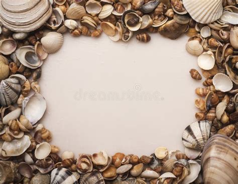 Sea Shells Frame Background Seashells For Wallpaper Colorful Shells