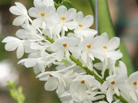 Vanda Ampullaceum