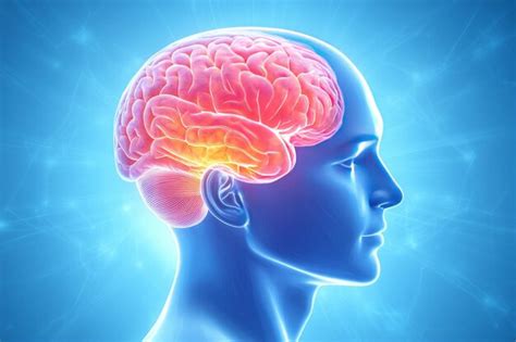 Fractal Mapping Field Theory Neuronal Circuits Myelin Sheath And