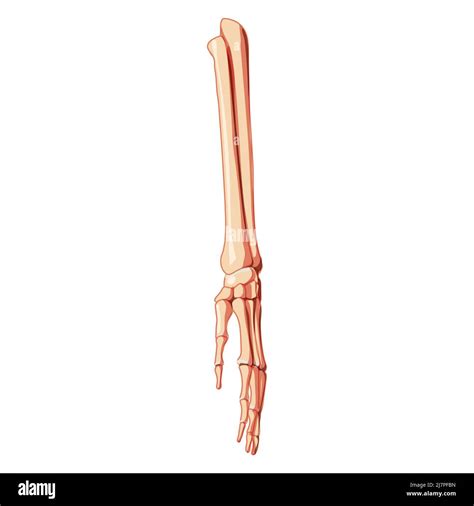 Forearms Skeleton Human Front Anterior Ventral View Ulna Radius Hand