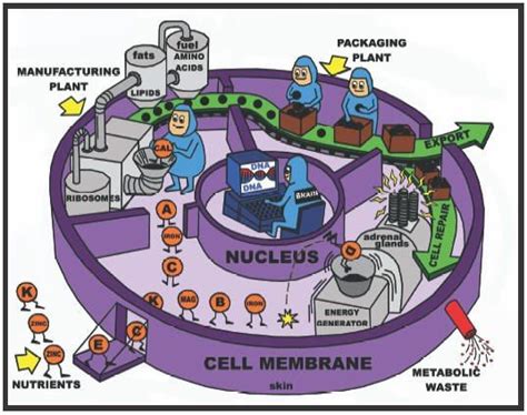 Pin By Irma Buenk On Anatomy Physiology Science Cells Biology Teacher Biology Lessons