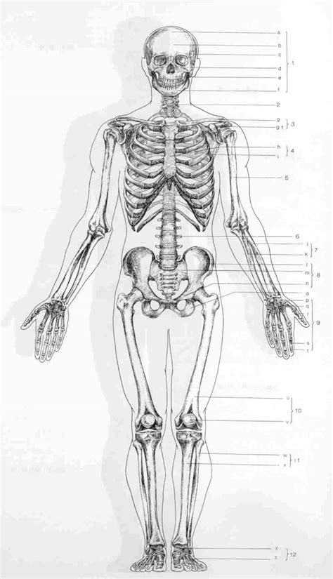 인체 해부학 그림자료 네이버 블로그