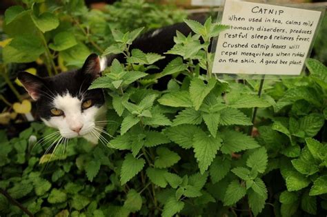 Repellents Are Catnip Bug Zappers And Mosquito Coils Effective