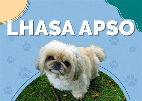 Lhasa Apso Breed Information