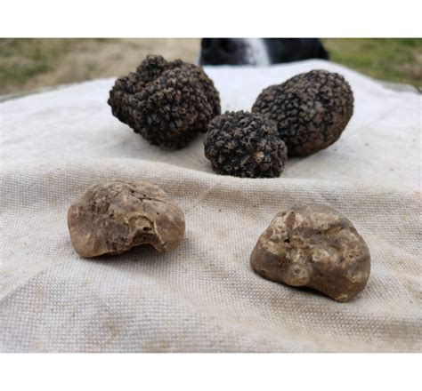 What Is A Truffle Part 2 How To Select Truffles Roger Bissell
