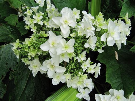 Hydrangea Quercifolia Snowflake Emerald Plants Hydrangea Quercifolia Snowflake Emerald Plants
