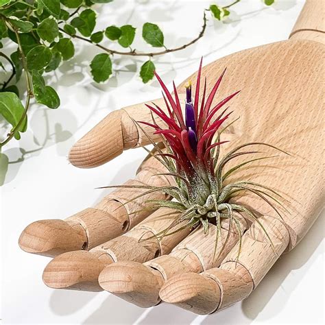 Amazon｜planchu エアプランツ ティランジア イオナンタ フエゴ Mサイズ 1株 育て方説明書付き Tillandsia