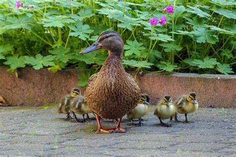 Mama Duck Causes Road Blockage After Taking Her Ducklings On One Mile Hike