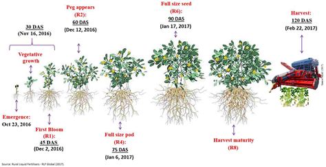 Peanuts Growth Stages At Margurite Stokes Blog