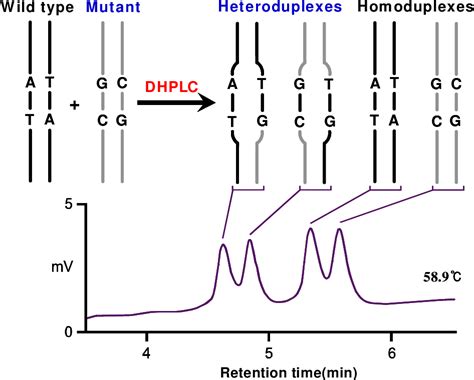 Figure 1 From Detection Of Tissue Specific Expression Of Porcine