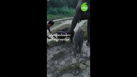 ဝင်္ဂဘော် ဆင်စခန်းက ဆင်အမြွှာမောင်နှမ Youtube