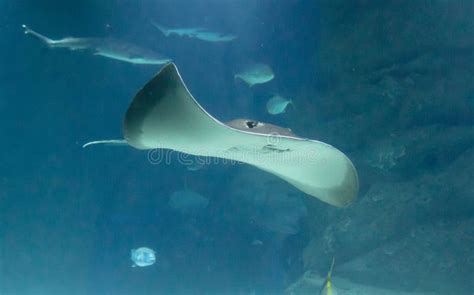 A Stingray Fish Swims In The Sea Photo Underwater Stock Image Image